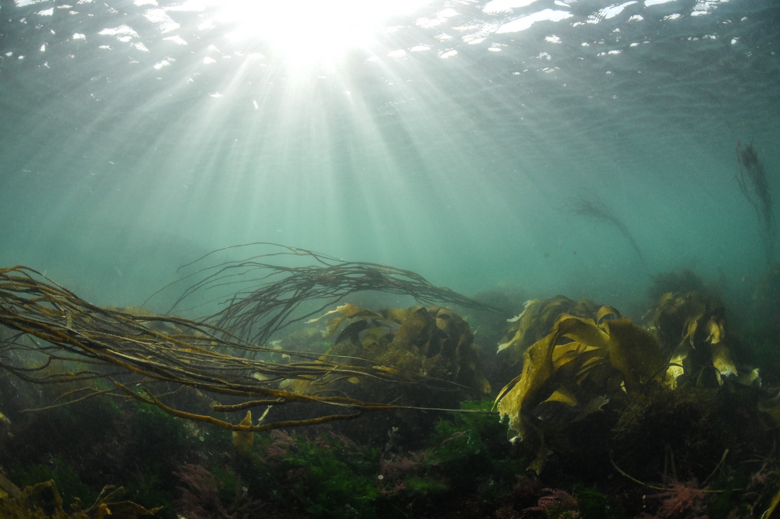 Spluj - Balade sous l'Océan